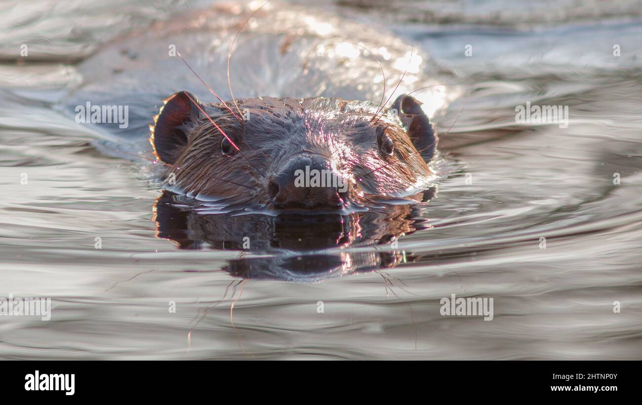 Closeup of a beaver swimming in the lake Stock Photo - Alamy