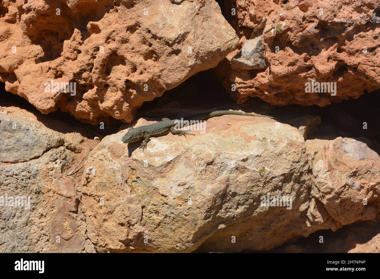 Closeup shot of a Common chuckwalla lizard between big brown stones ...