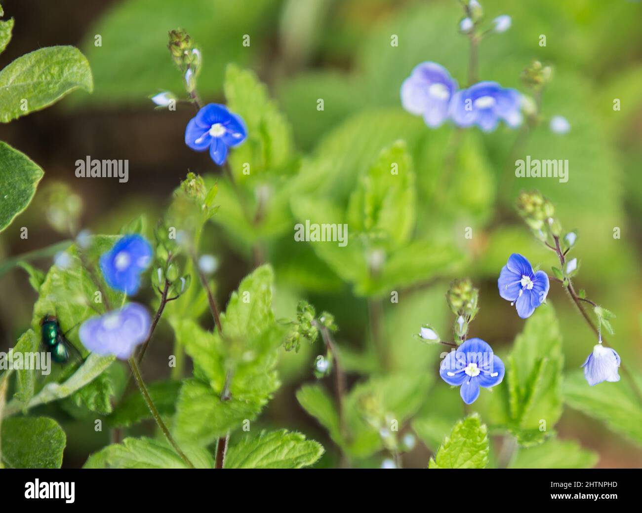 The beautiful speedwell flowers in a garden Stock Photo - Alamy