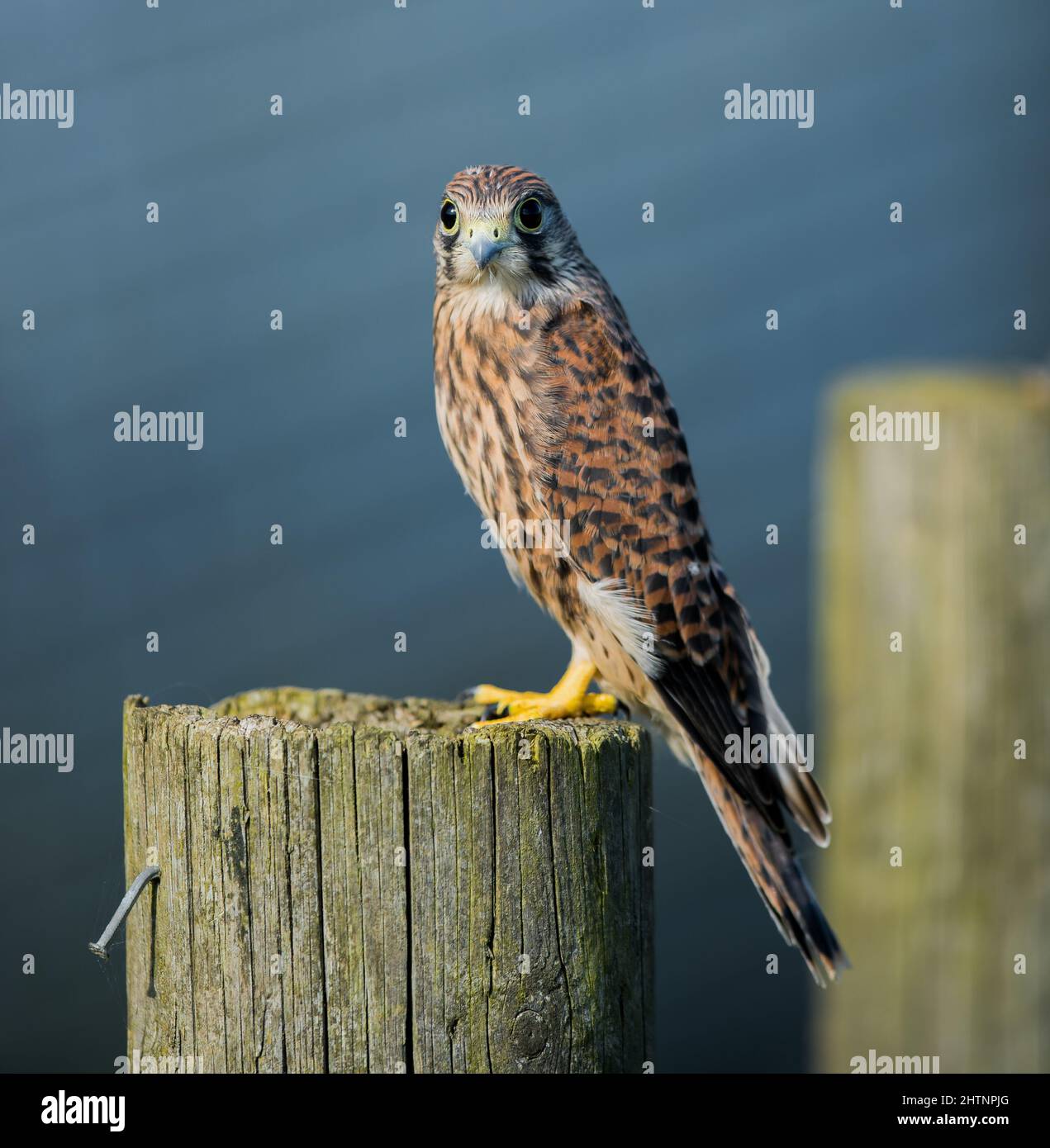 Common kestrel perched on a wooden log in a park Stock Photo - Alamy