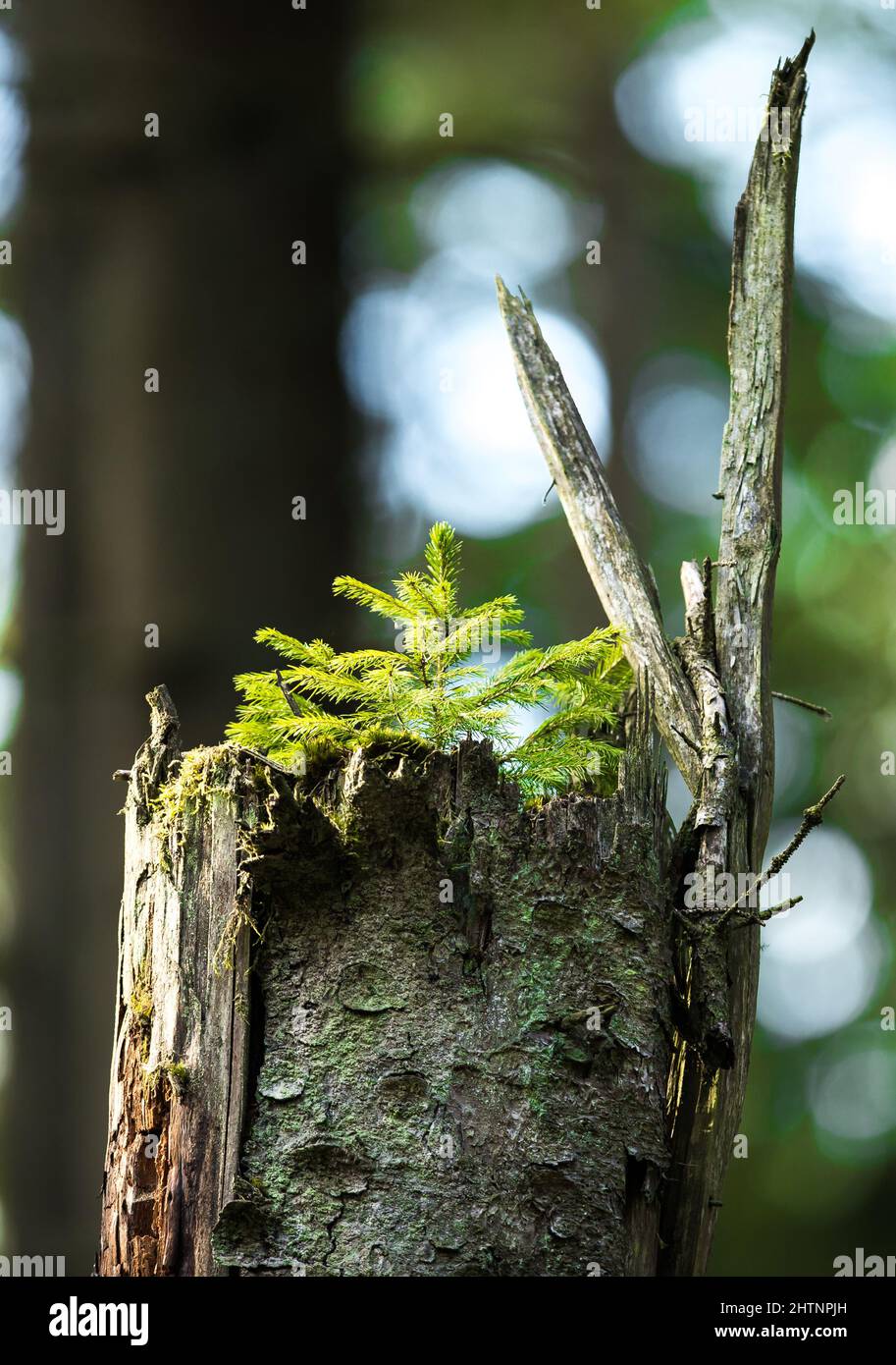Sprout of plant on a damaged tree Stock Photo - Alamy