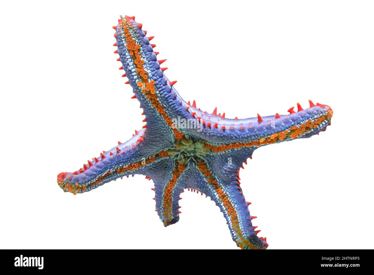 Bottom view of Blue spiny starfish of aquarium glass isolated on white ...