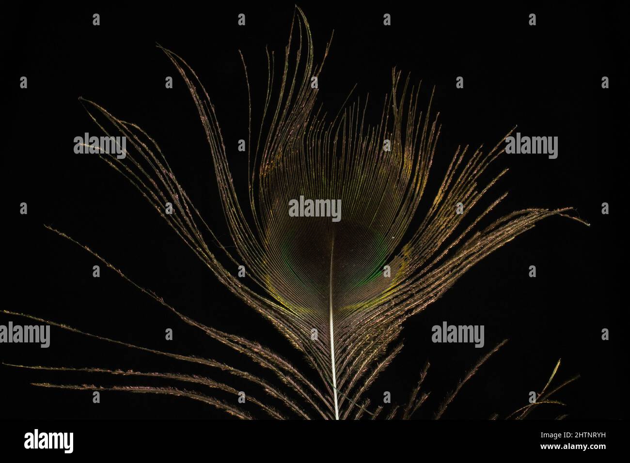 back view of a multicoloured peacock feather isolated on a black ...