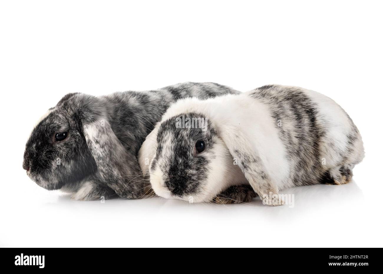 young Lop rabbit rhoen in front of white background Stock Photo - Alamy
