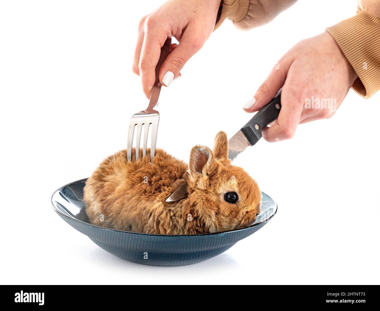 Rex rabbit in plate in front of white background Stock Photo - Alamy