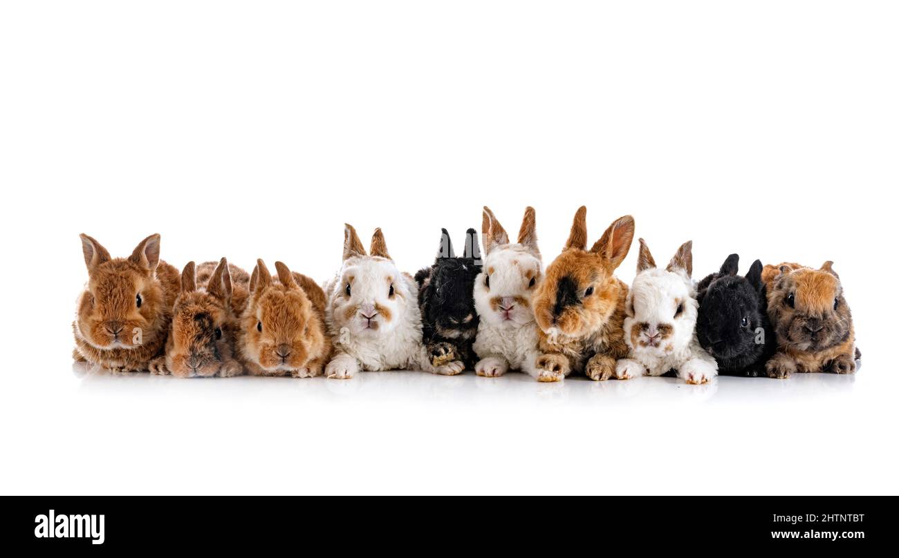 Rex rabbits in front of white background Stock Photo - Alamy