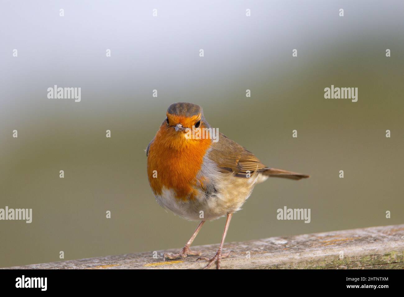 adult male robin standing on a gate in the winter with a natural green ...