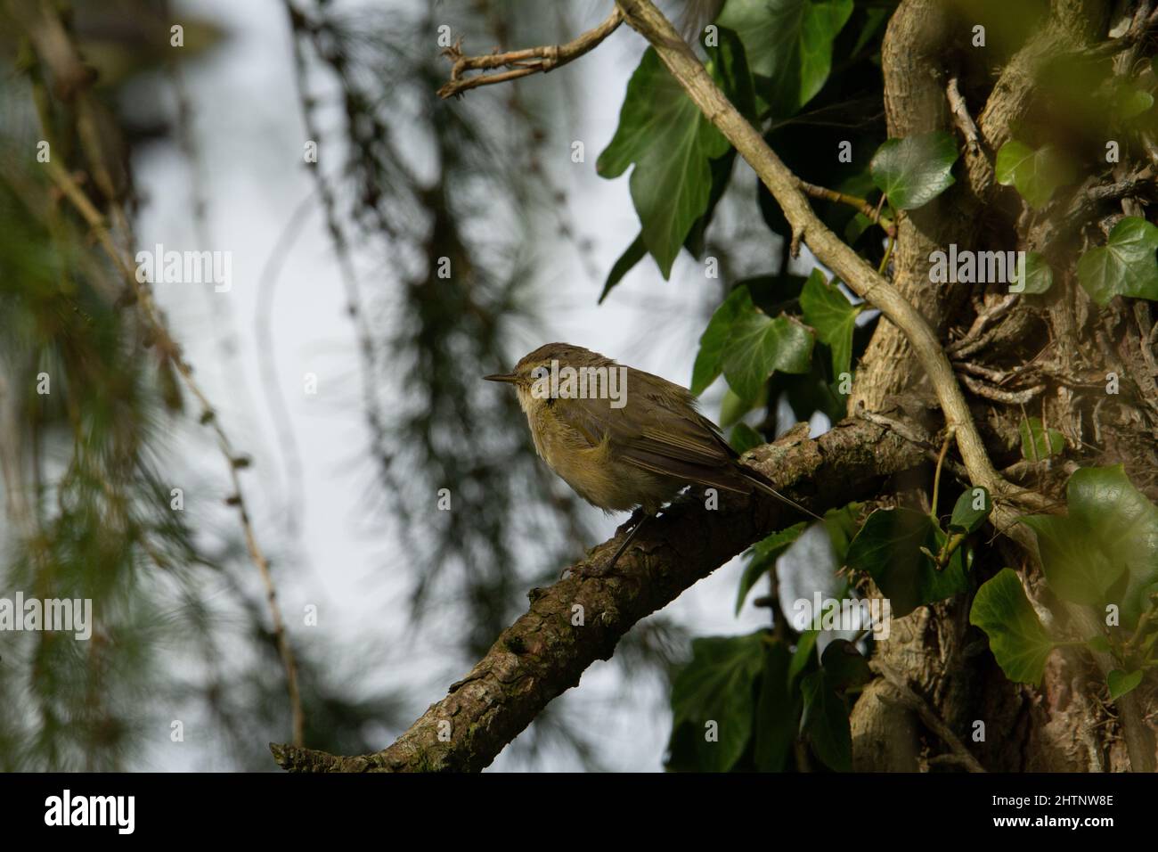 young robin resting on a branch in a tree with a natural green ...