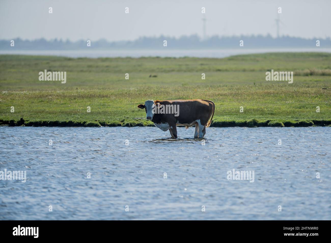 Cow standing in the water Stock Photo - Alamy