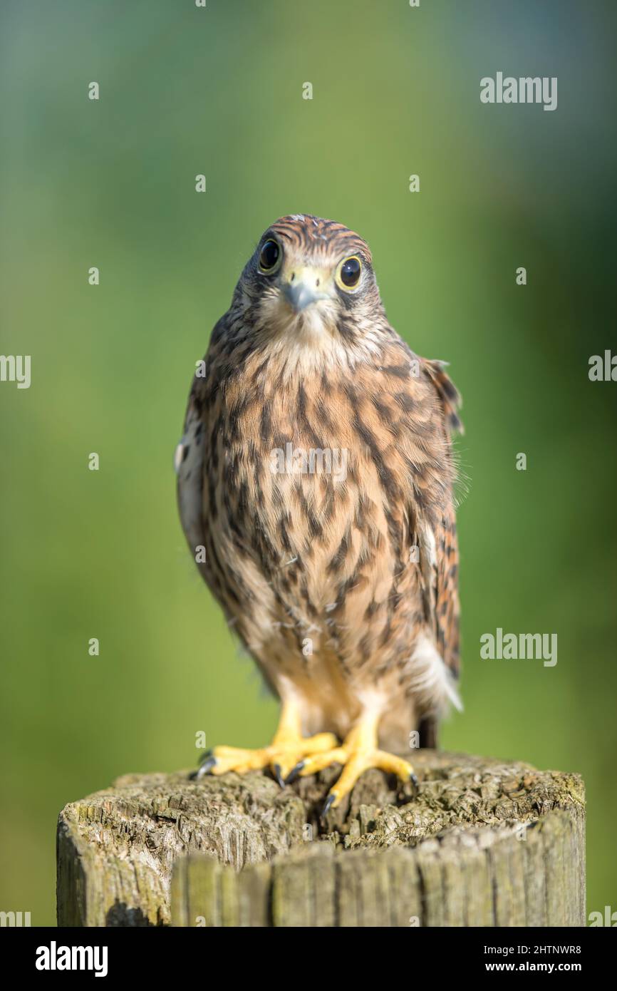 Common kestrel bird on a wooden log Stock Photo - Alamy