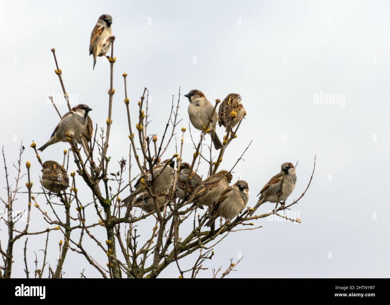 photo with a herd of sparrows on a tree branch Stock Photo - Alamy