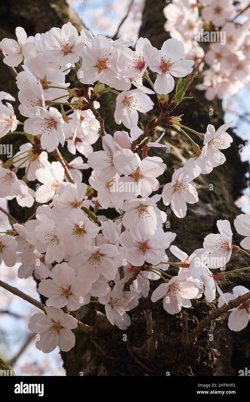 The view of the white delicate sakura flowers on the background of old ...