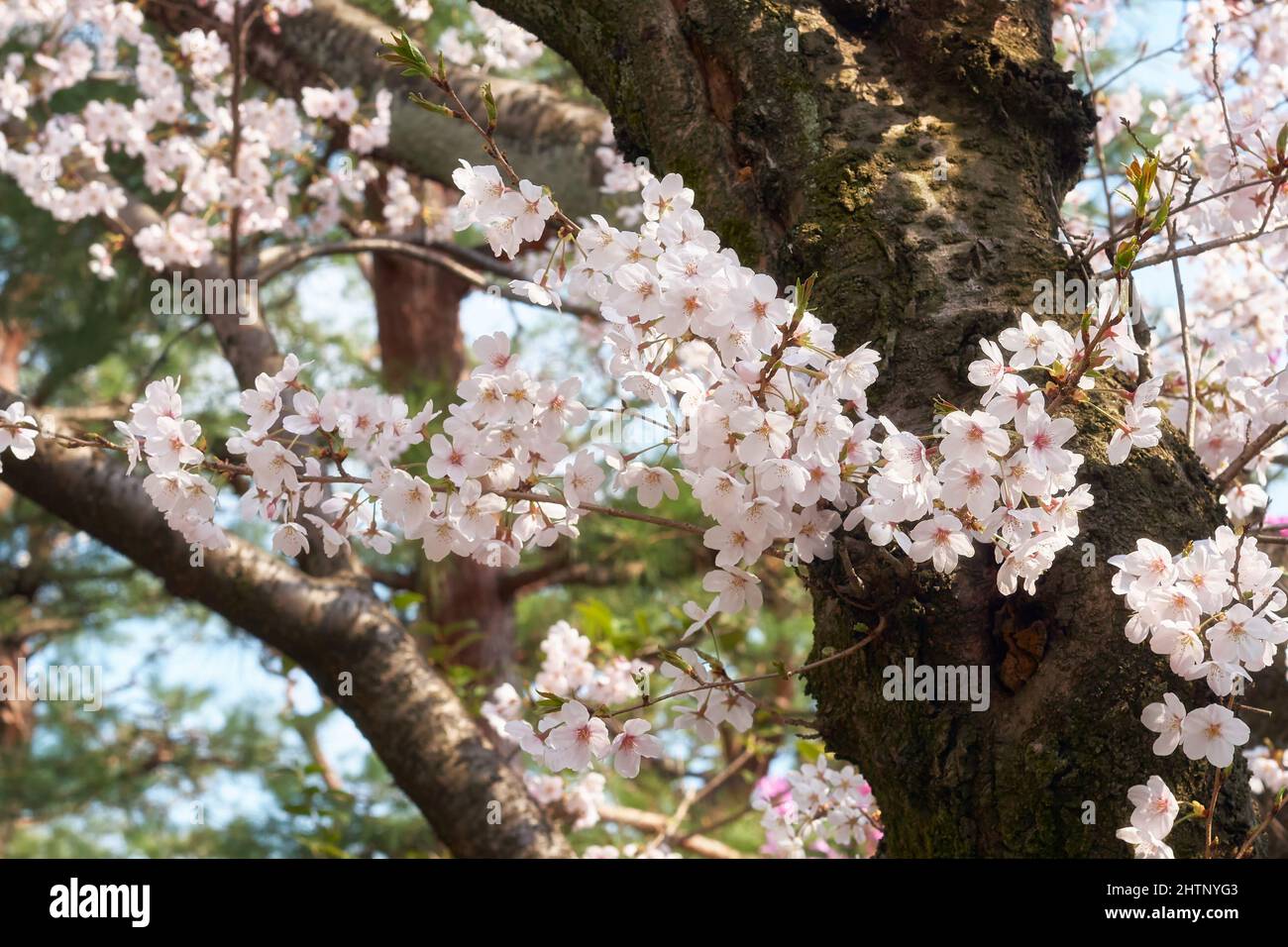 The view of the white delicate sakura flowers on the background of old ...