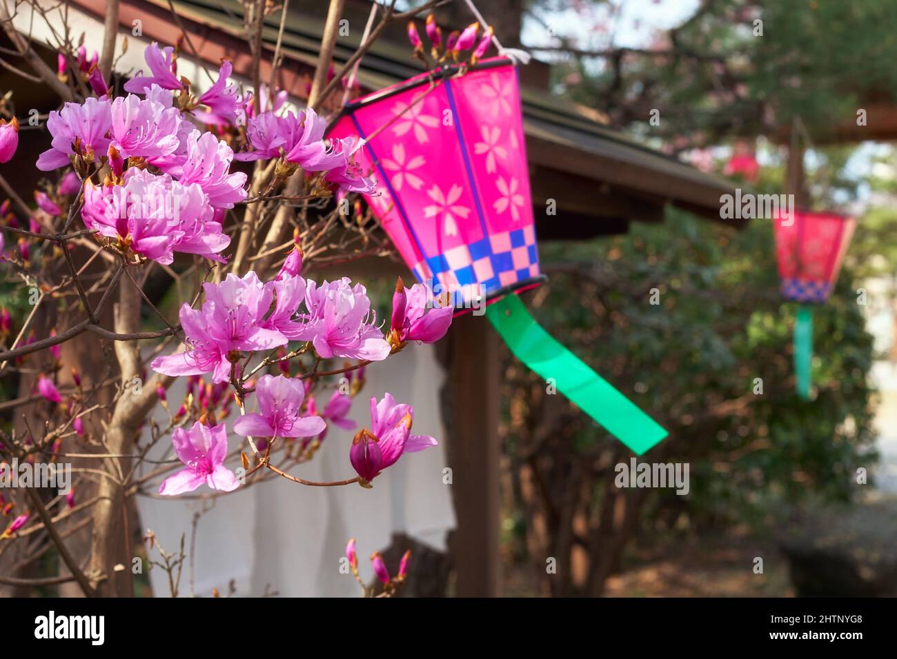 The spring hanami festival with pink holiday lantern and purple ...