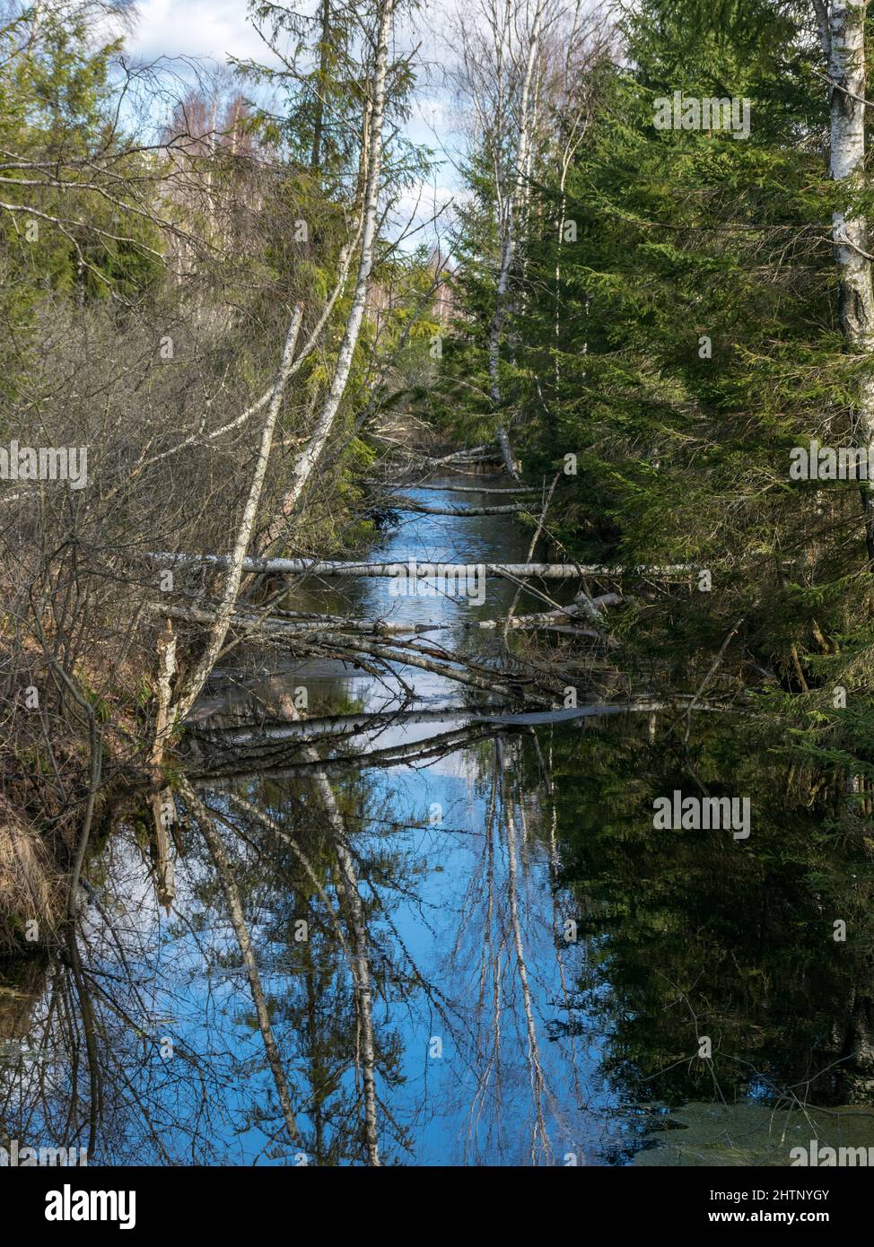 landscape with swamp ditch in spring, trees and sky shine in water ...
