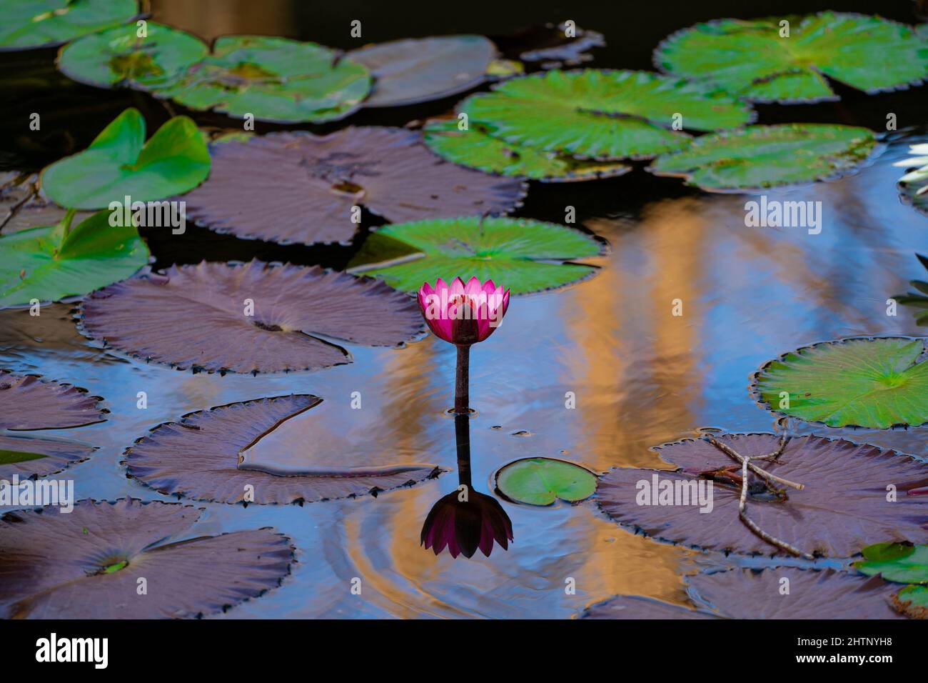 Beautiful lotus in a pond and it's reflection Stock Photo - Alamy