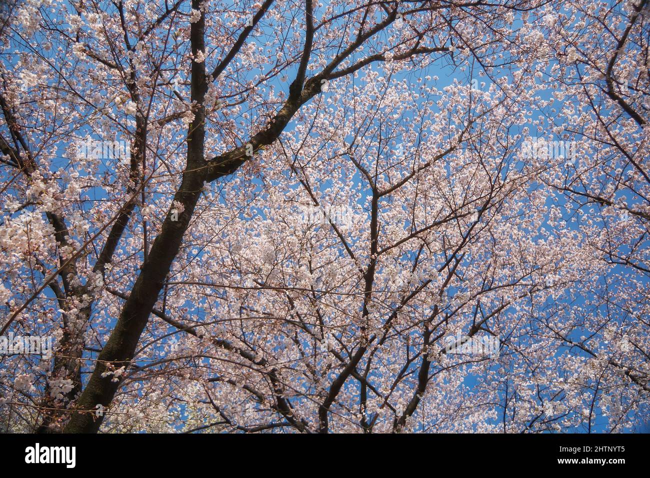 The view of the white flowers of cherry sakura on the blue sky ...
