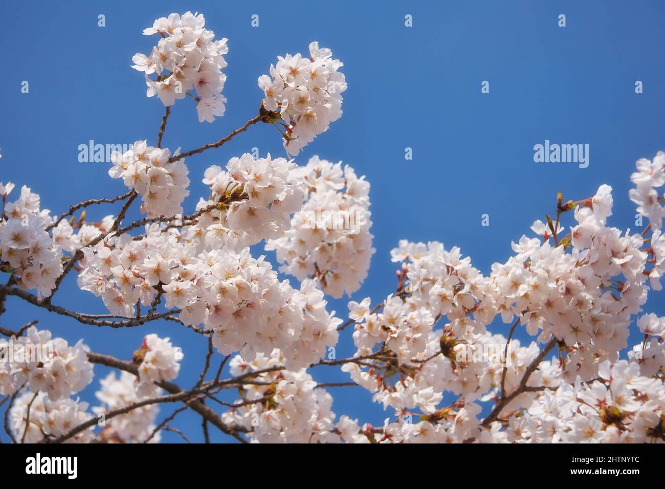 The view of the white flowers of cherry sakura on the blue sky ...