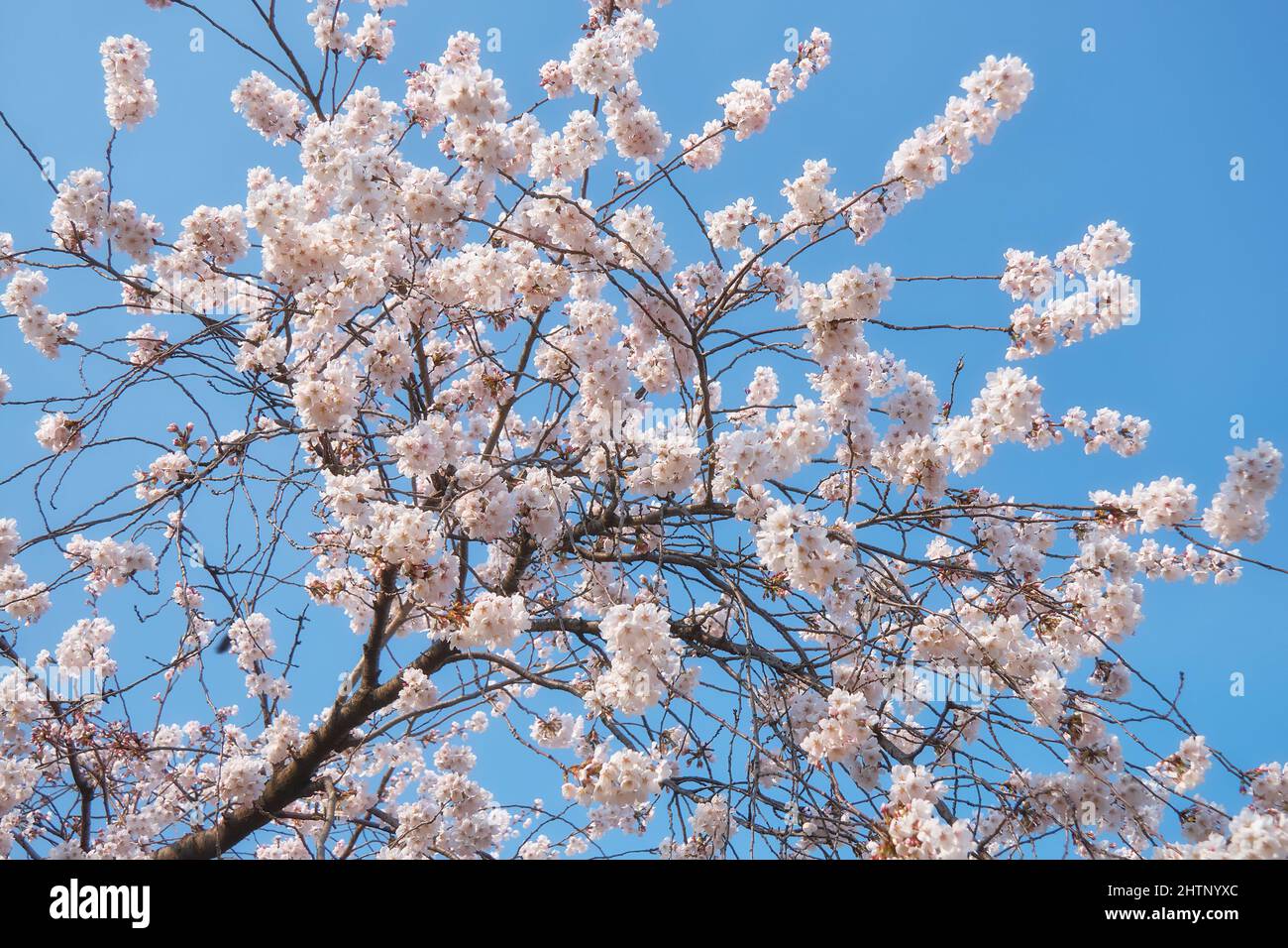 The view of the white flowers of cherry sakura on the blue sky ...