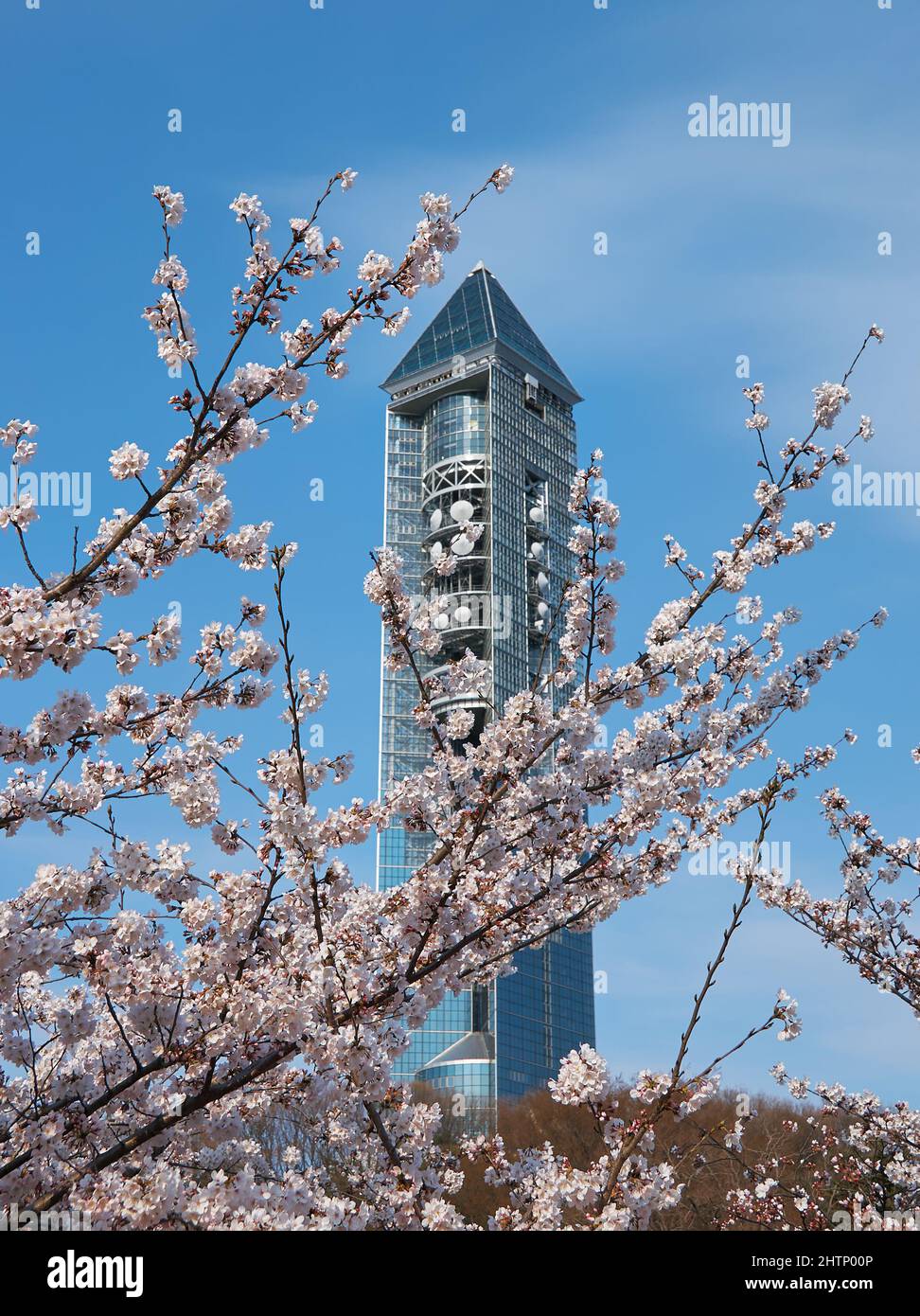 Higashiyama Sky Tower with the flowering sakura cherry trees on the ...