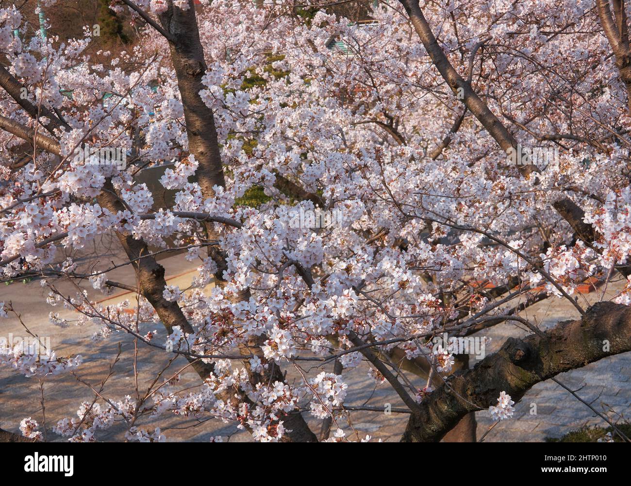 The view of the beautiful white cherry sakura blossom during spring ...