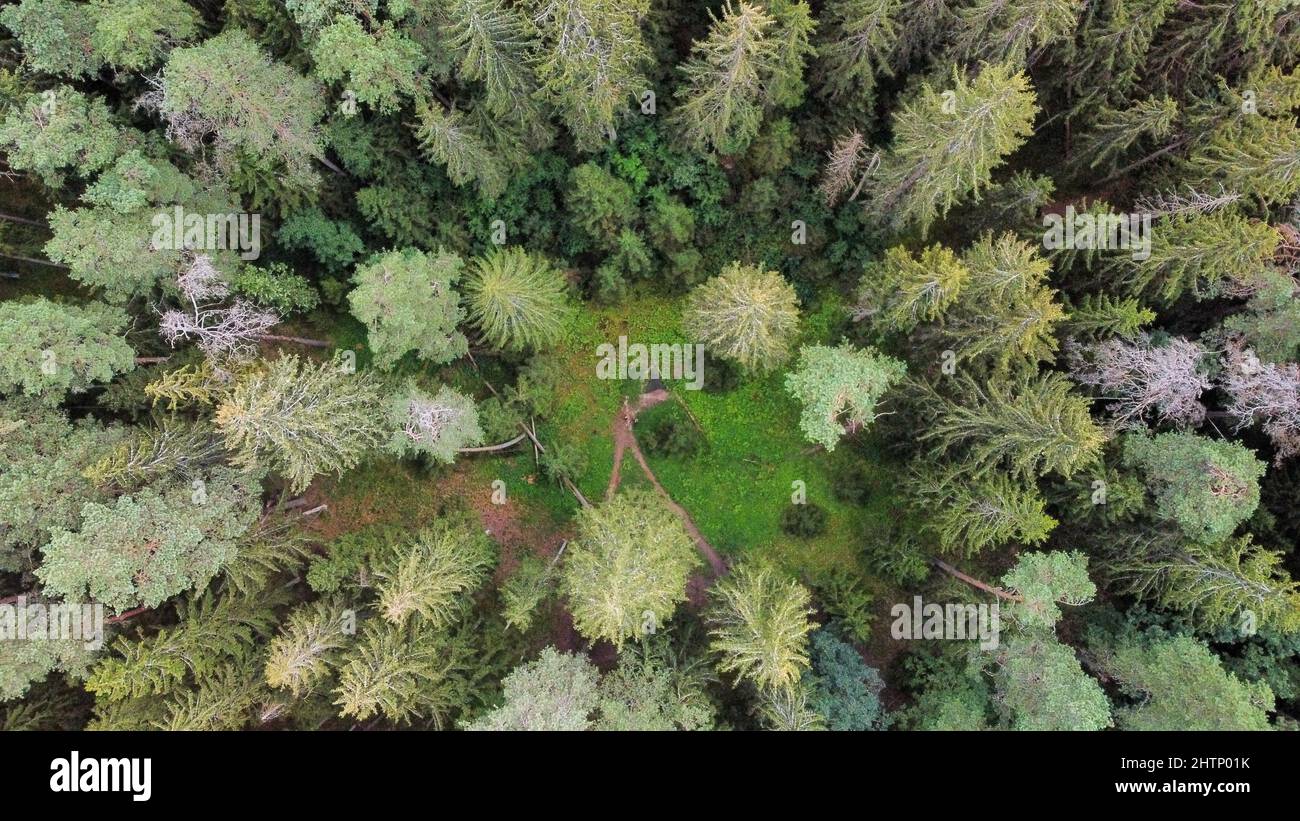 Top view of pine trees in the forest Stock Photo - Alamy