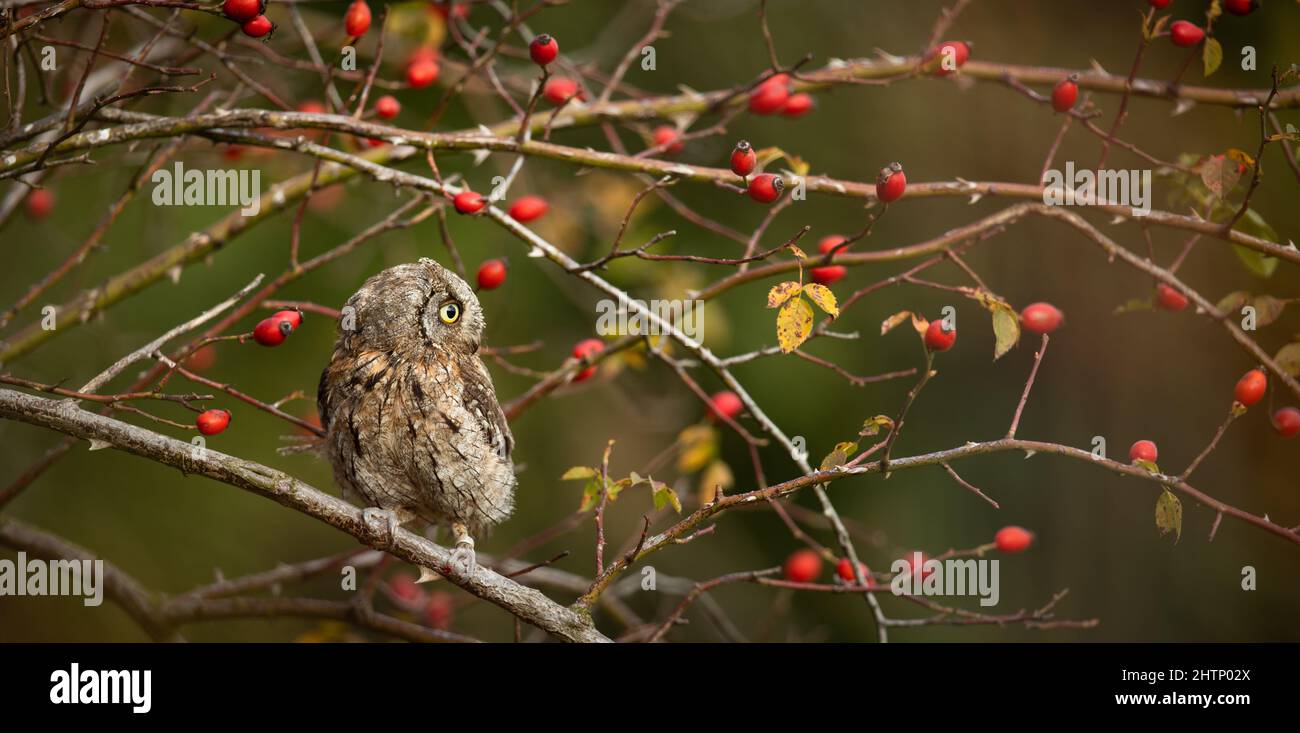 Eurasian scops owl (Otus scops) - Small scops owl on a branch in ...