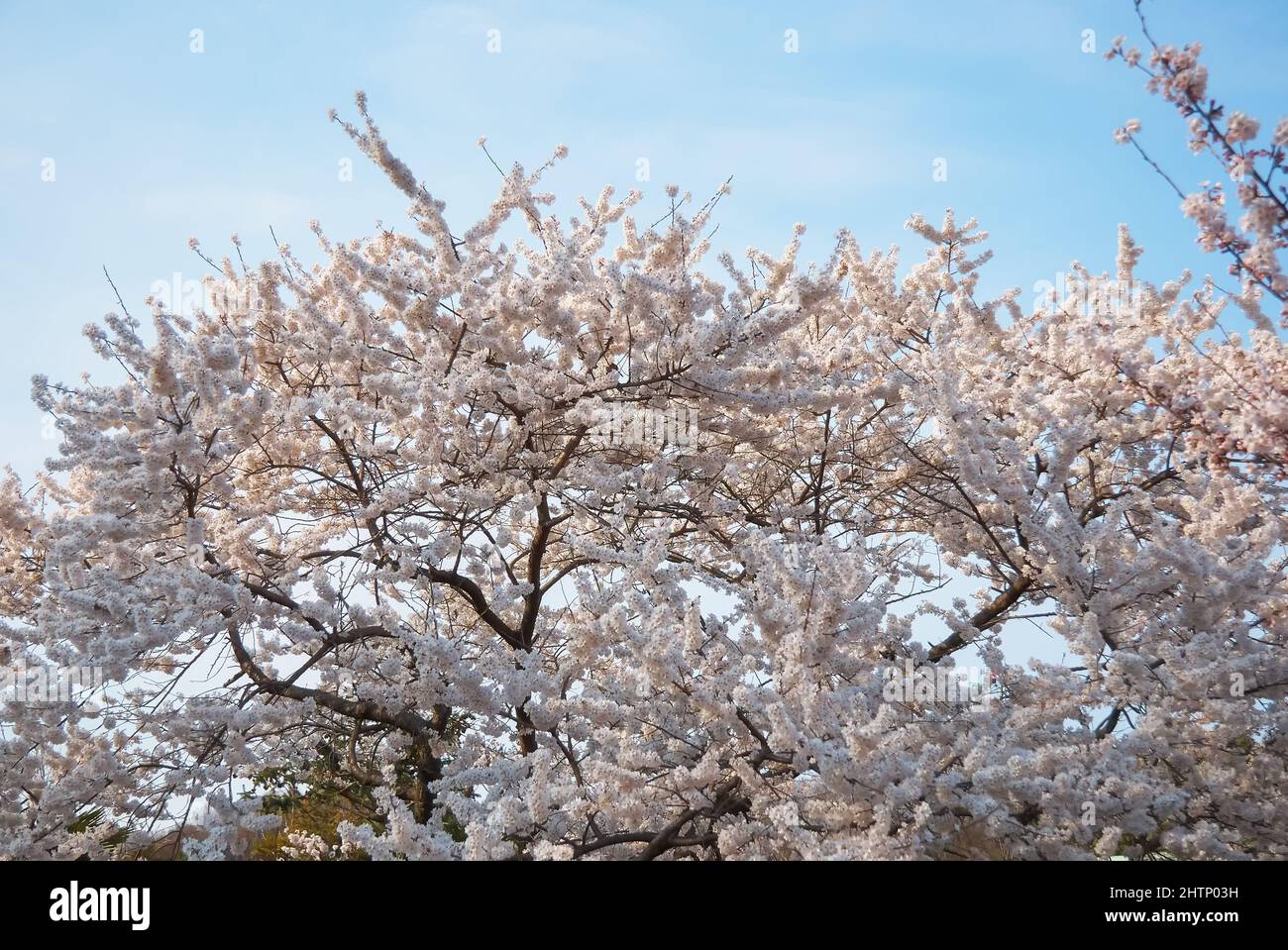 The view of the white flowers of cherry sakura on the blue sky ...