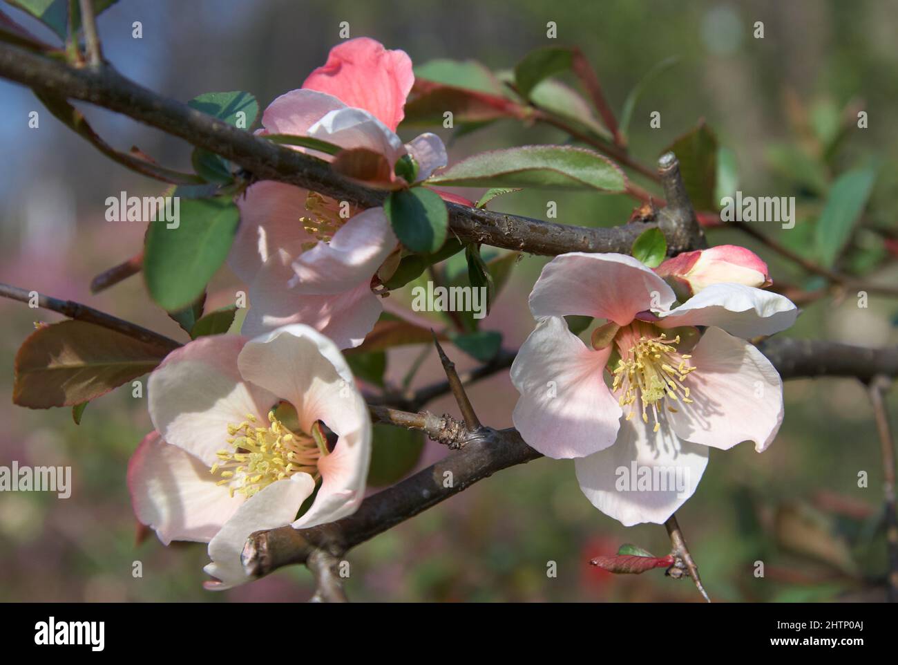 The pink flowers of Chinese quince (Chaenomeles speciosa) in the ...