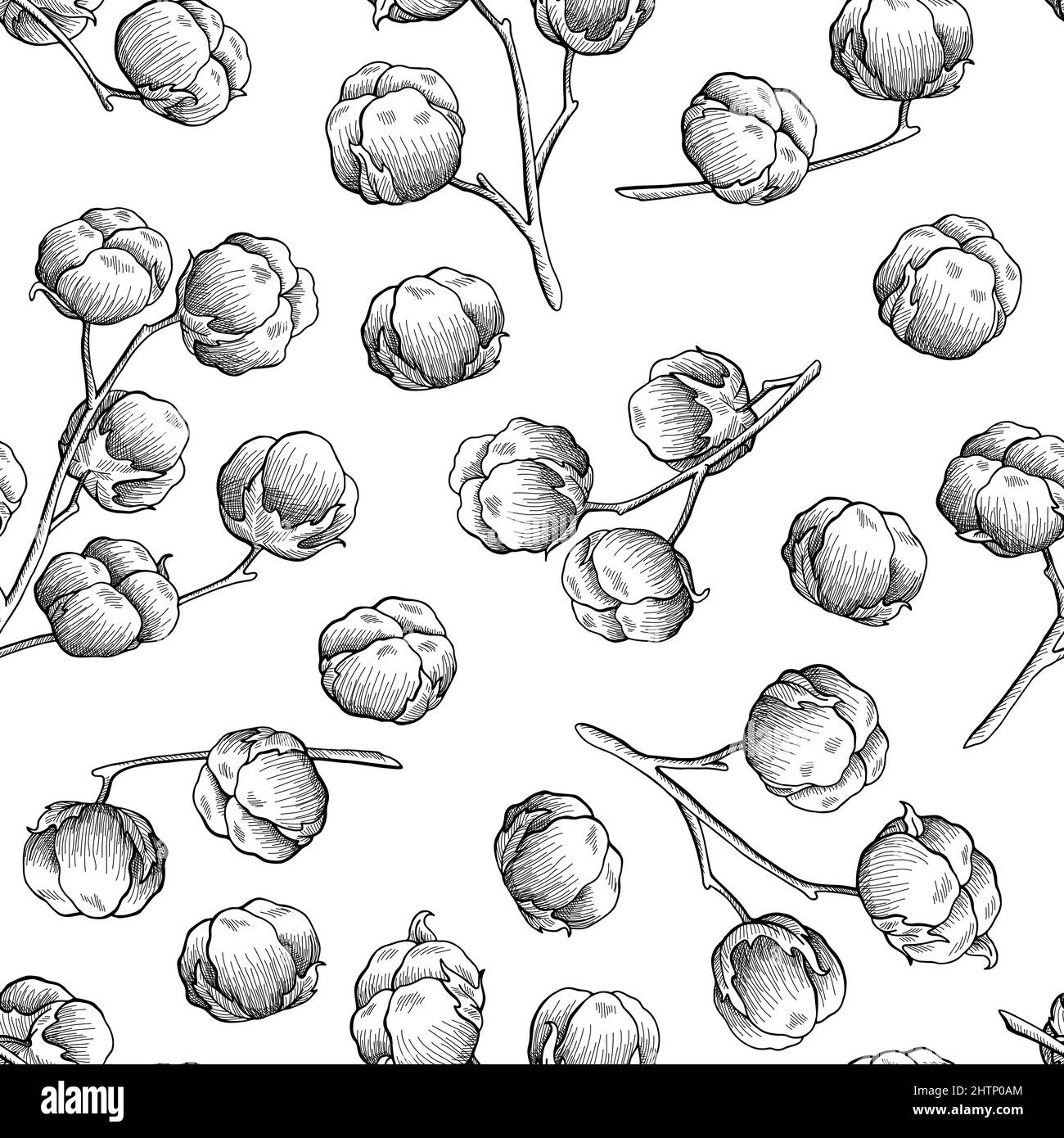 Cotton plant Black and White Stock Photos & Images - Alamy