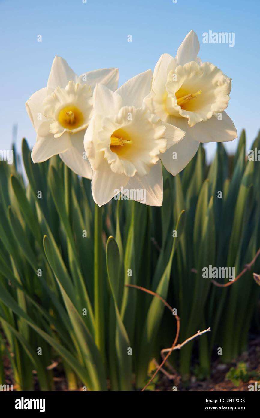 The view of the beautiful flowers of Narcissus (Daffodil) in the warm ...