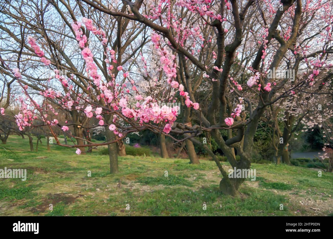 The view of the double flowering pink sakura trees in the Cherry ...