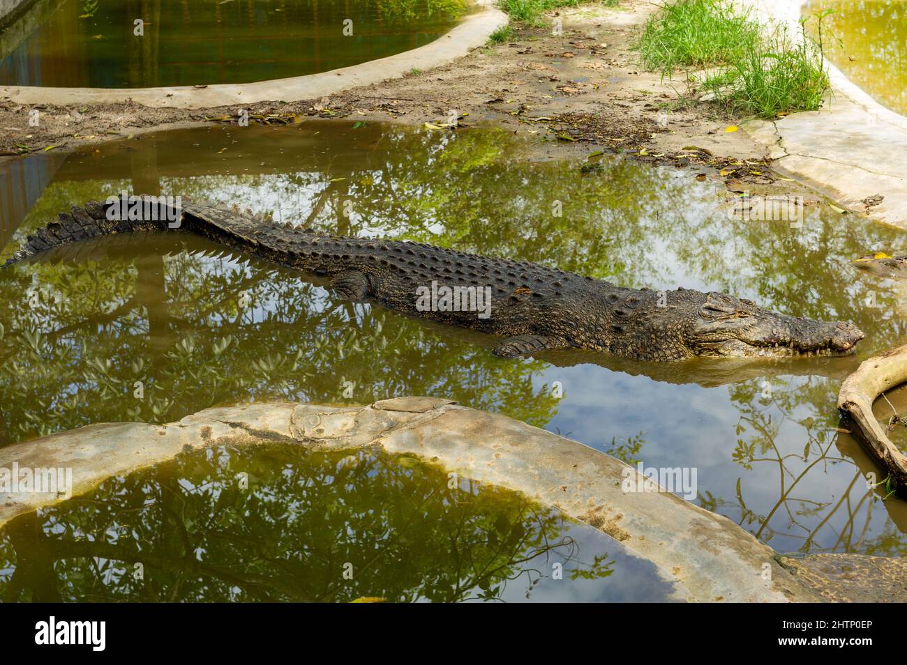 Saltwater Crocodile Sleeping Stock Photo - Alamy