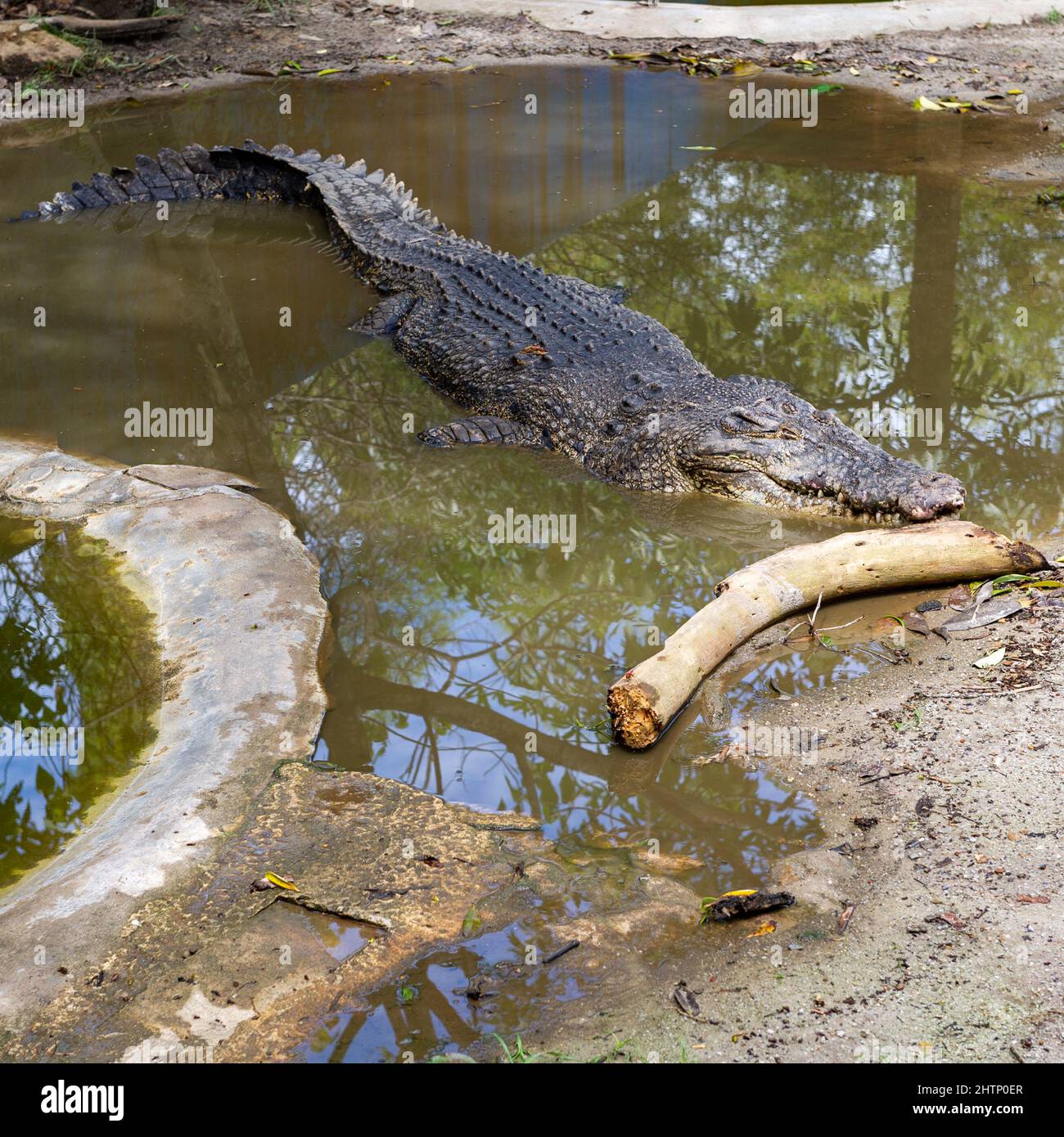 Saltwater Crocodile Sleeping Stock Photo - Alamy