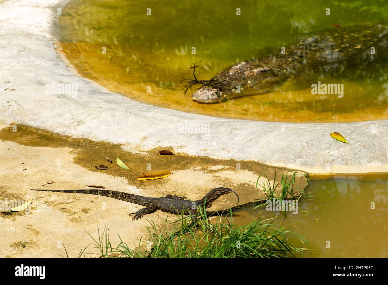 Saltwater Crocodile Eyes up a Monitor Lizard for Lunch Stock Photo - Alamy