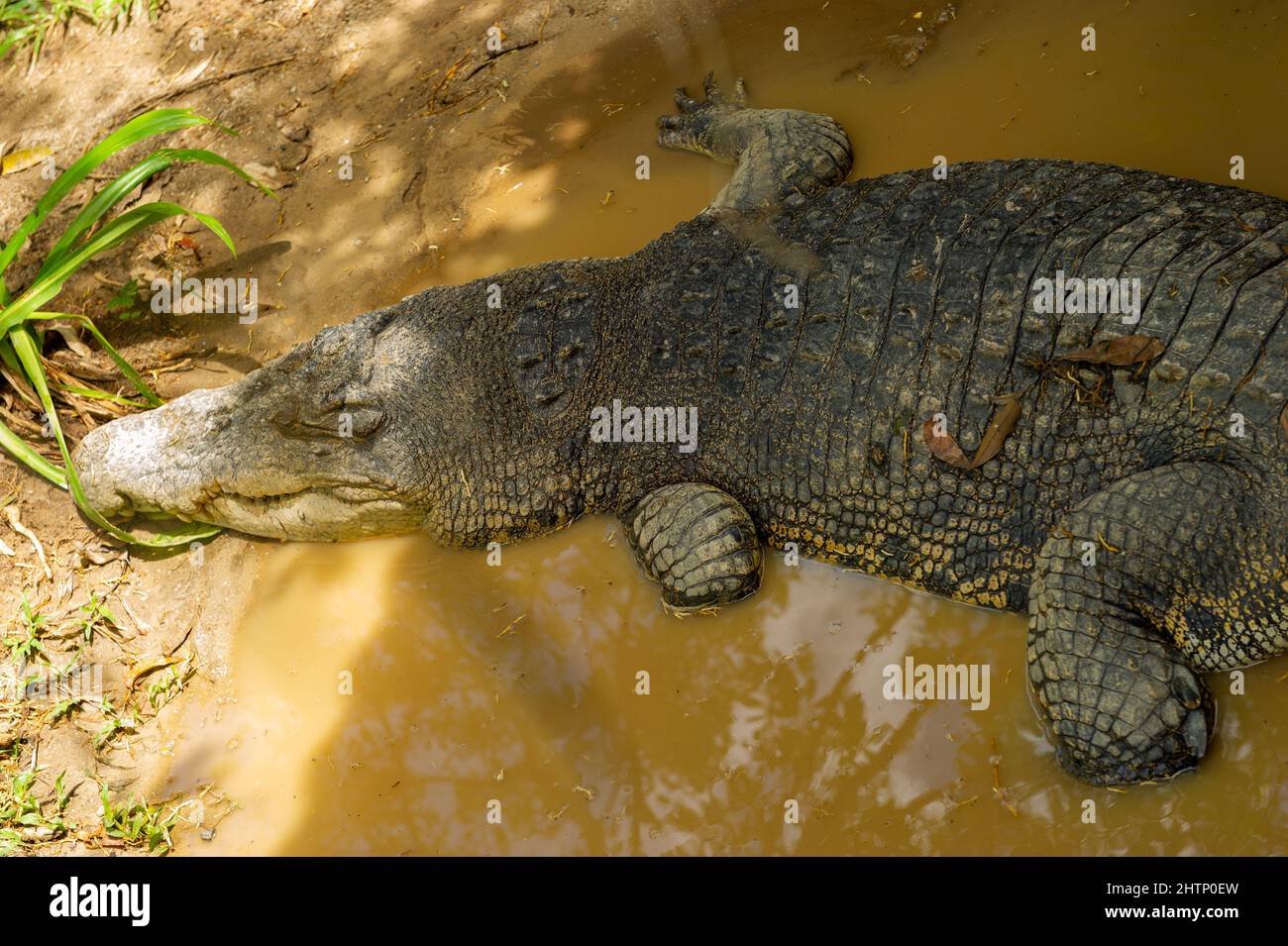 Saltwater Crocodile Sleeping Stock Photo - Alamy