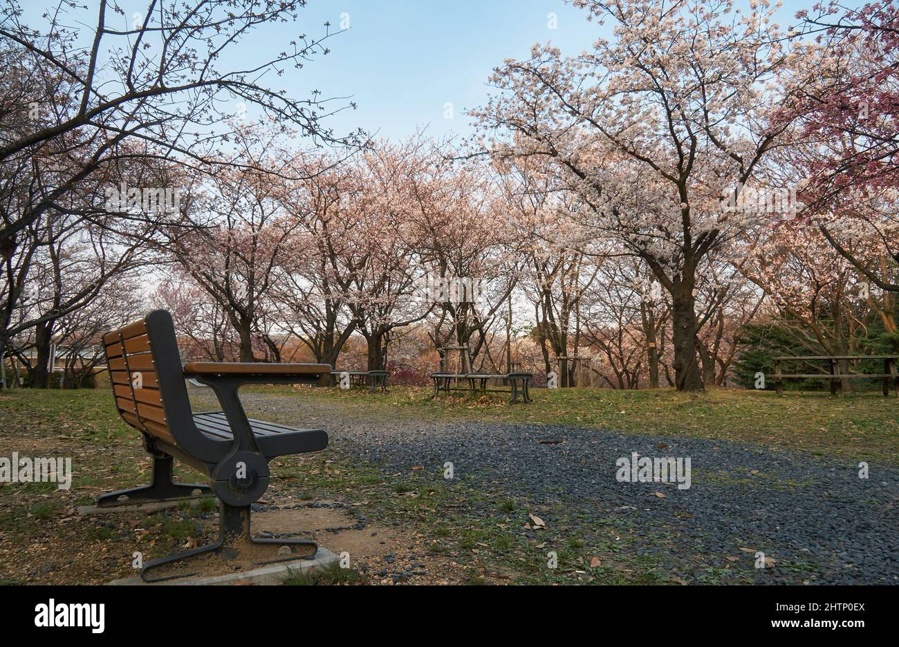 The view of the Cherry Corridor at Higashiyama Zoo and Botanical ...