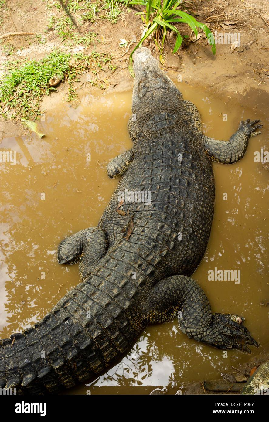 Saltwater Crocodile Sleeping Stock Photo - Alamy