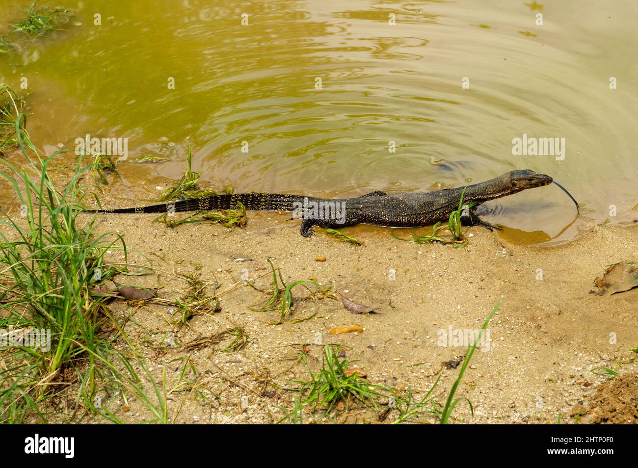 Monitor Lizard Drinking Stock Photo - Alamy