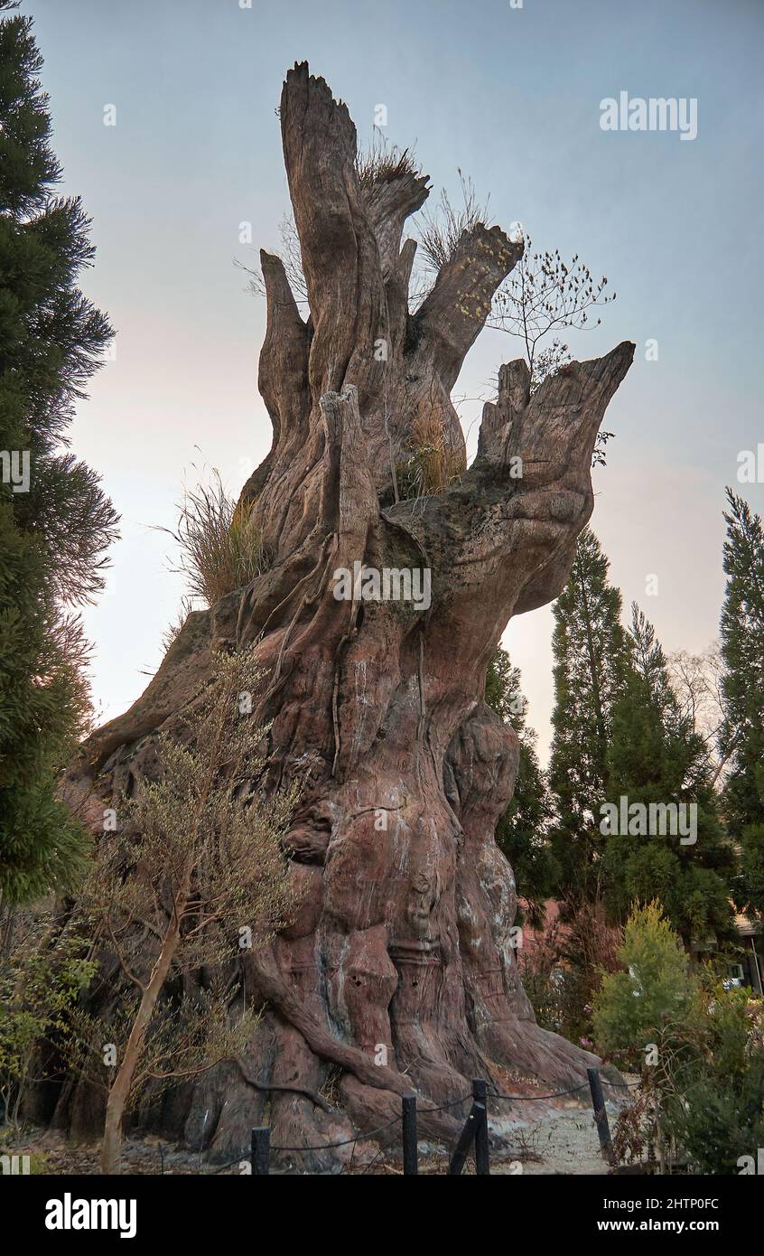 The trunk of the old sakura tree in the Higashiyama Zoo and Botanical ...
