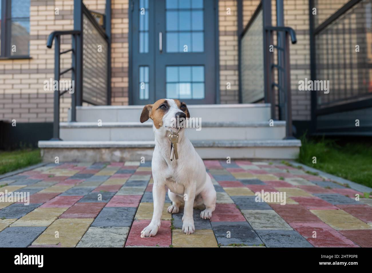 Dog keys mouth hi-res stock photography and images - Alamy