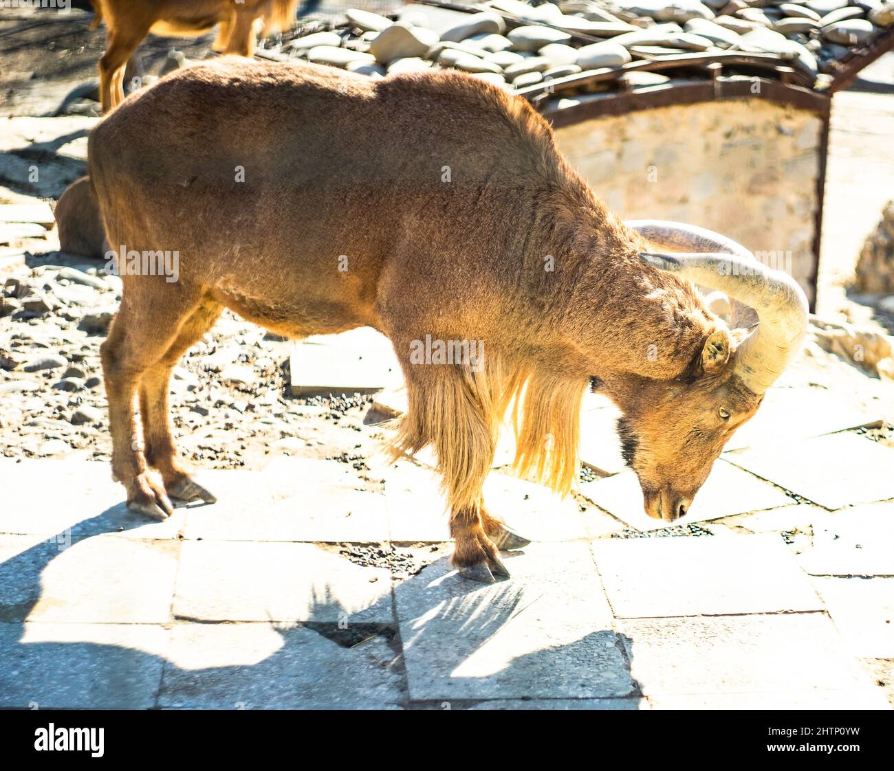 13 February 2022, Tbilisi, Georgia: Cute goat in Tbilisi's Zoo, Georgia ...