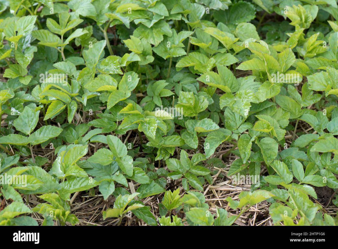 Leaves of ground elder (Aegopodium podagraria) arising from fragmented ...