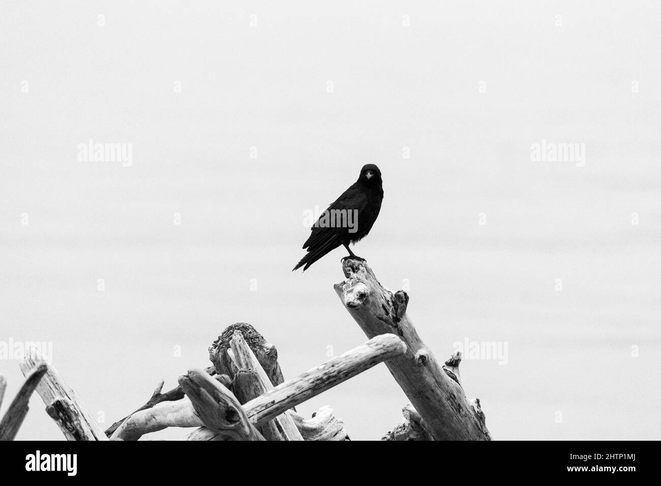 Grayscale shot of a crow sitting on a driftwood Stock Photo - Alamy