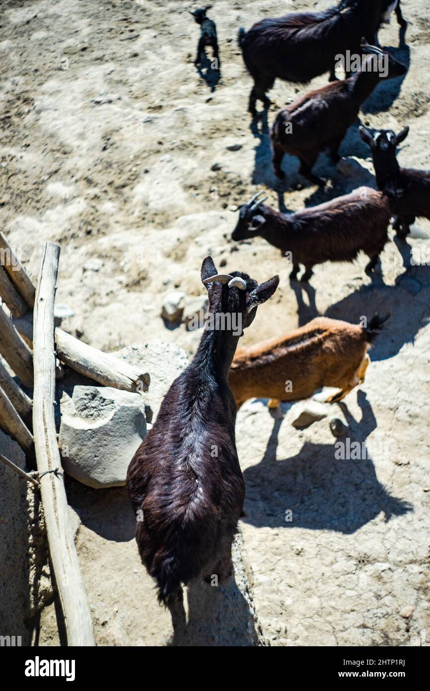 13 February 2022, Tbilisi, Georgia: Cute goats in Tbilisi's Zoo ...