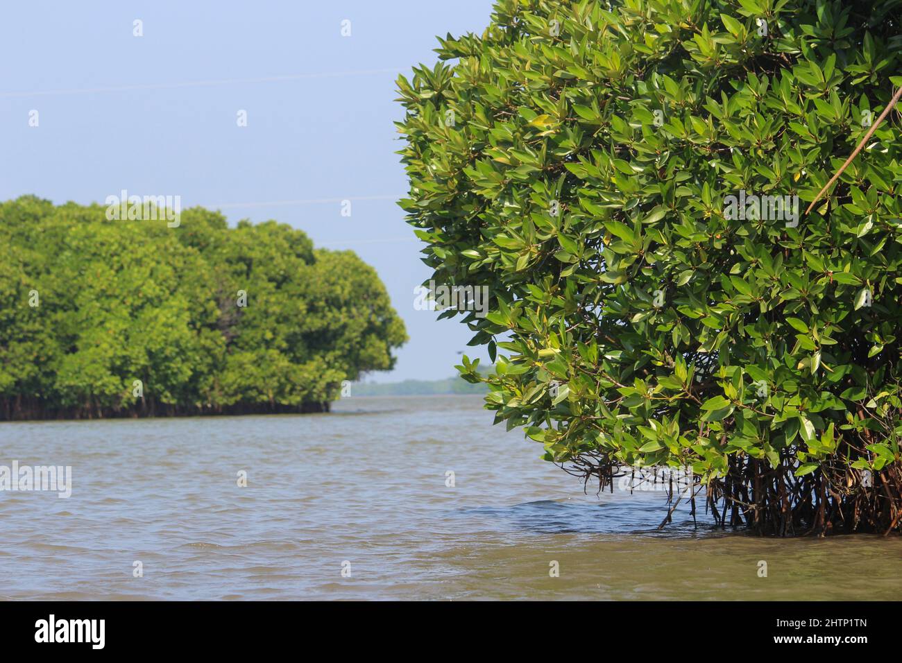 Beautiful view of mangrove trees growing in water Stock Photo - Alamy