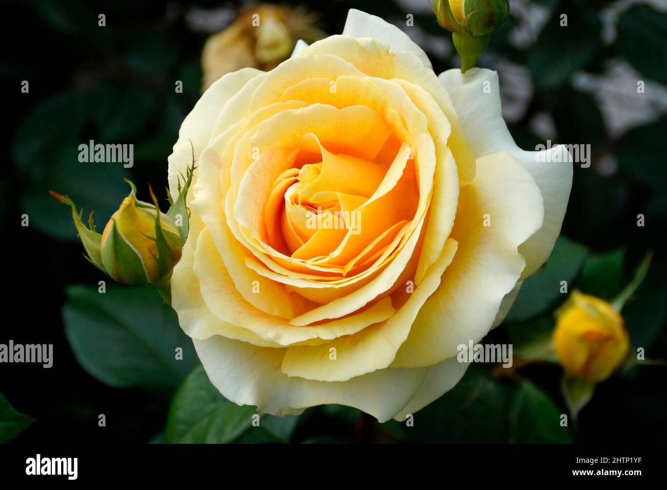 Rose Gorgeous High Resolution Stock Photography and Images - Alamy