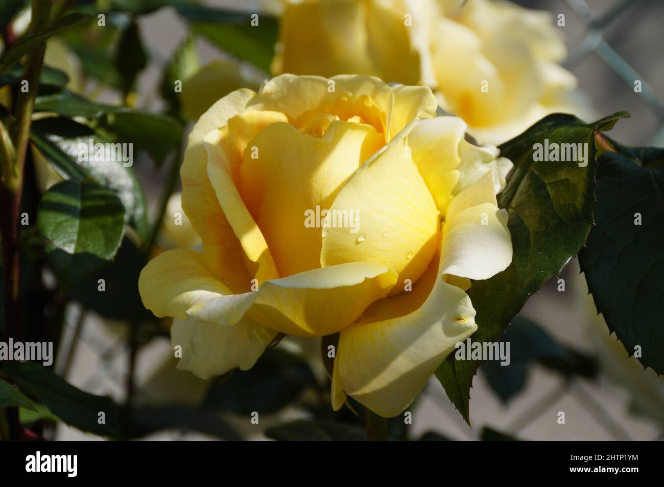 Gorgeous yellow rose hi-res stock photography and images - Alamy