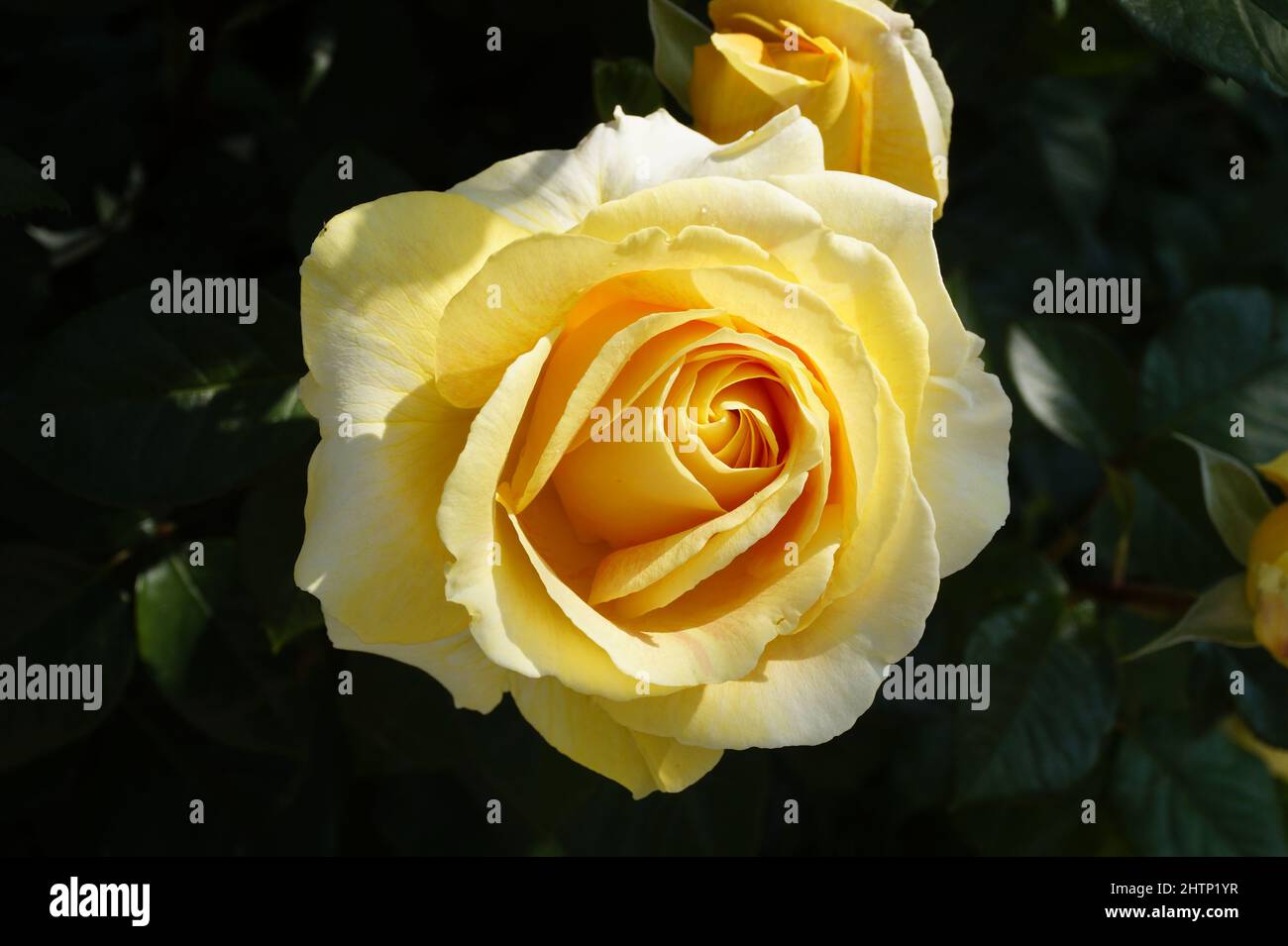 Large rose hi-res stock photography and images - Alamy
