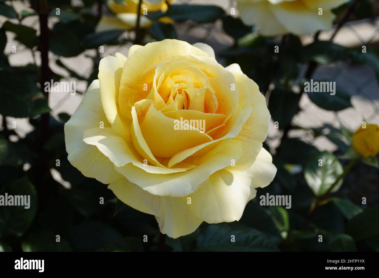 a gorgeous large yellow rose Stock Photo - Alamy